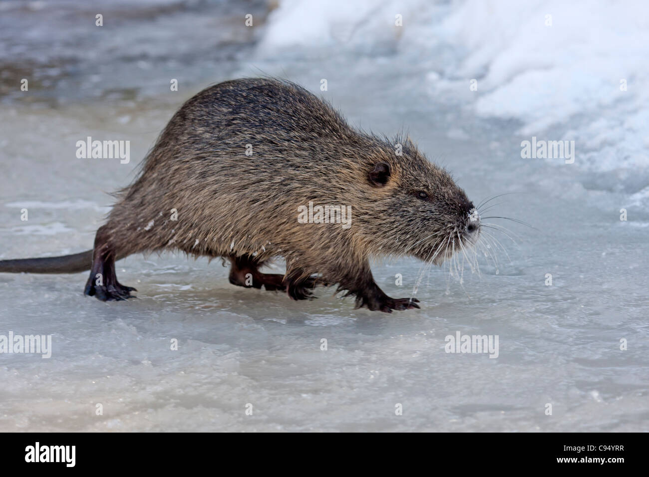 Nutria at winter (Myocastor coypus Stock Photo - Alamy
