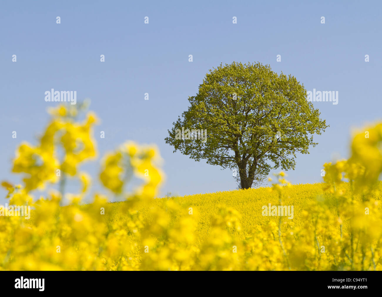 Tree in a rape field (Brassica napus Stock Photo - Alamy
