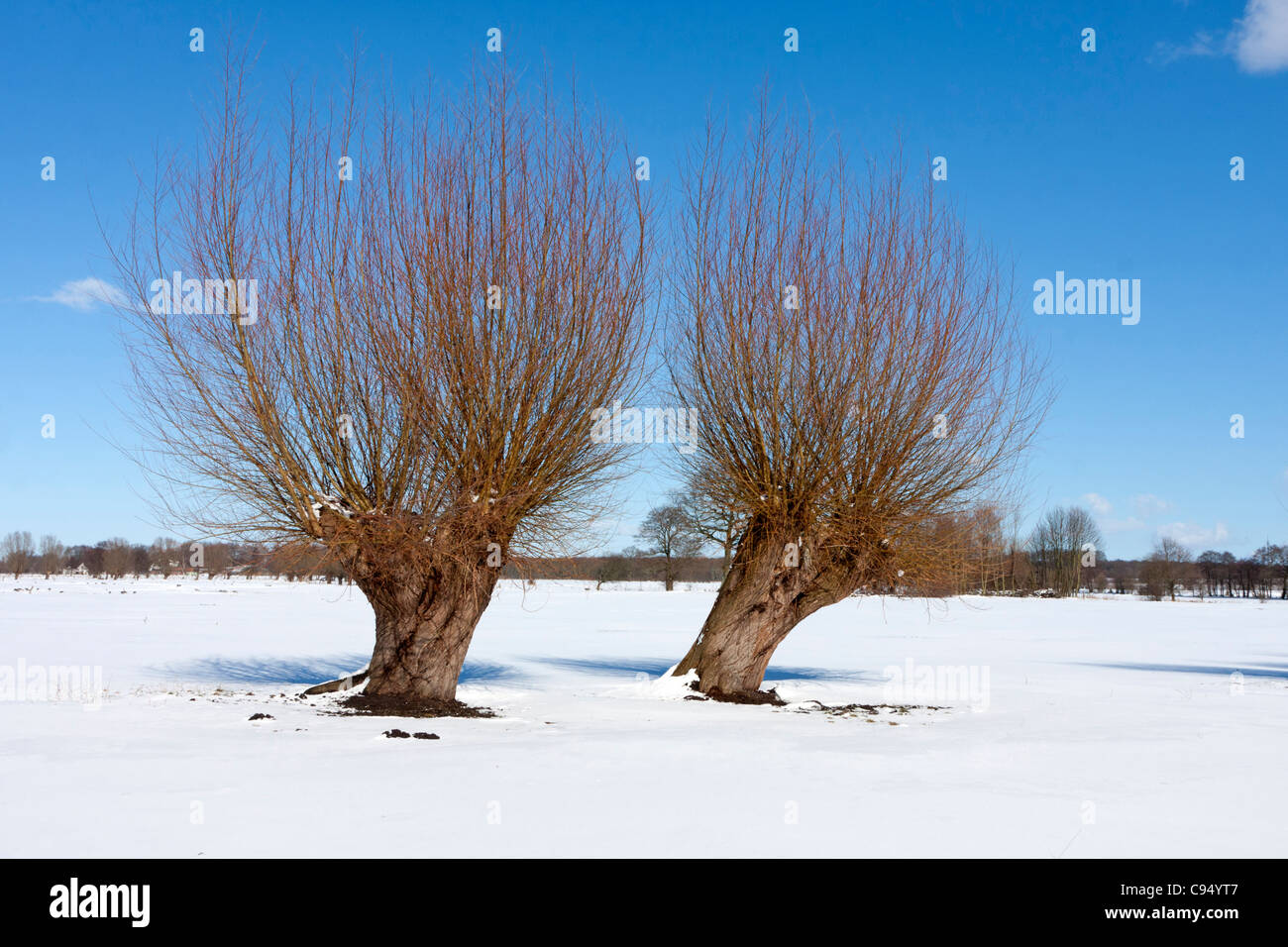 Winter willow tree hi-res stock photography and images - Alamy