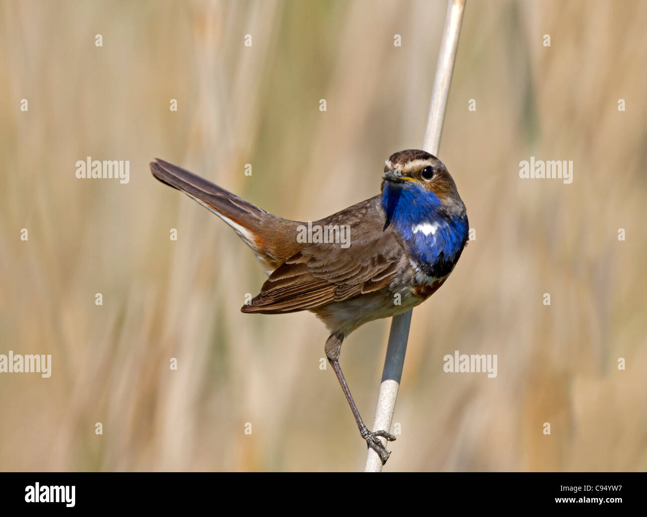 Flora svecica hi-res stock photography and images - Alamy