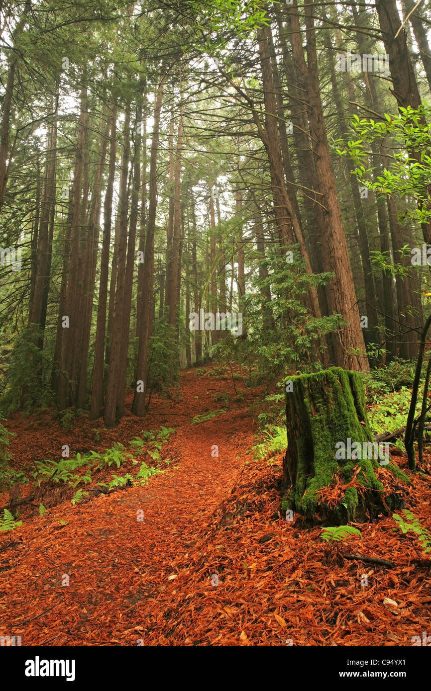 Hiking path through lush temperate rain forest and redwood trees in ...
