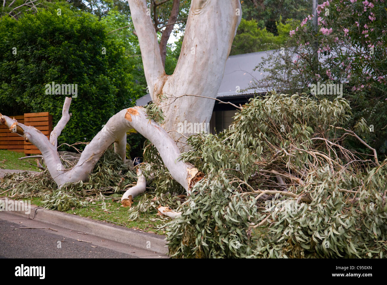 Tree branch snapped off hi-res stock photography and images - Alamy