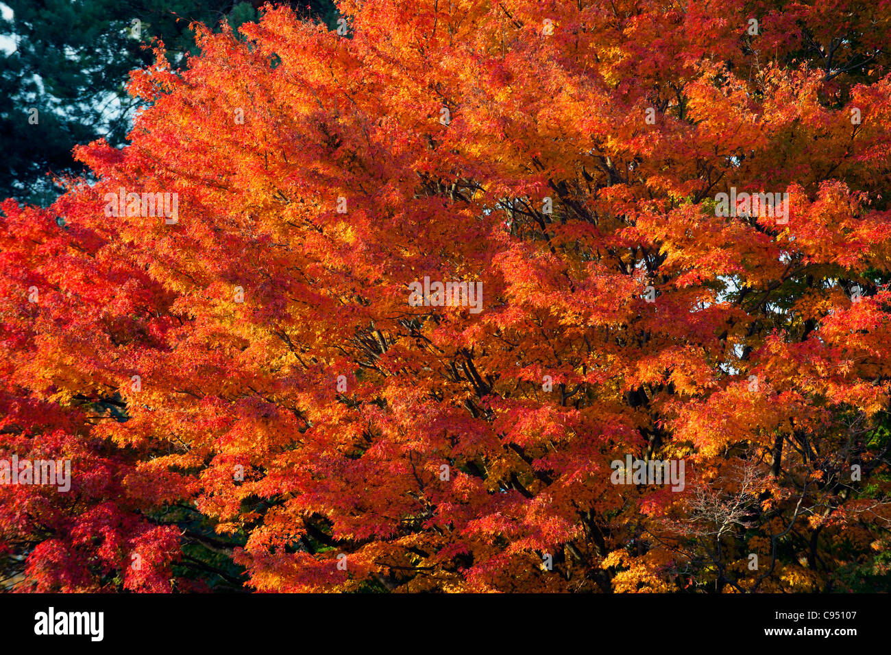 Park at fall with red trees Stock Photo - Alamy