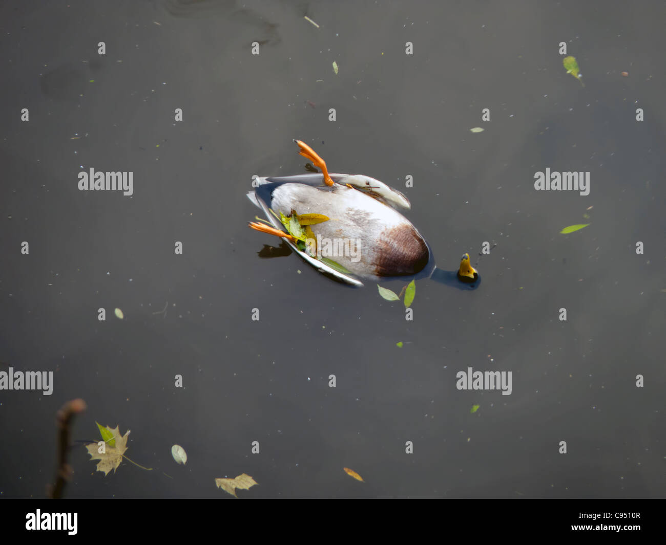 Dead duck in water hi-res stock photography and images - Alamy