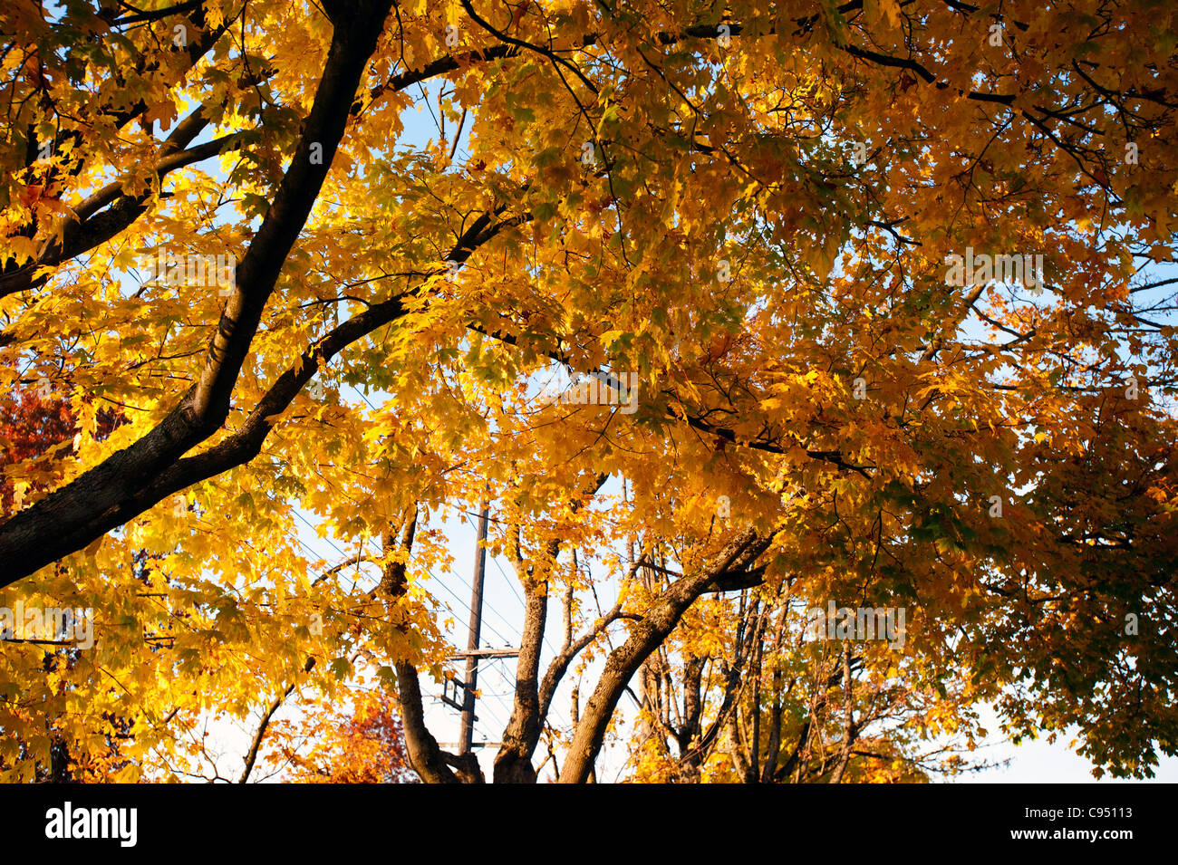 Park at fall with red trees Stock Photo - Alamy