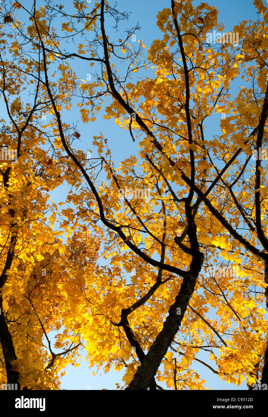 Yellow tree on the fall Stock Photo - Alamy