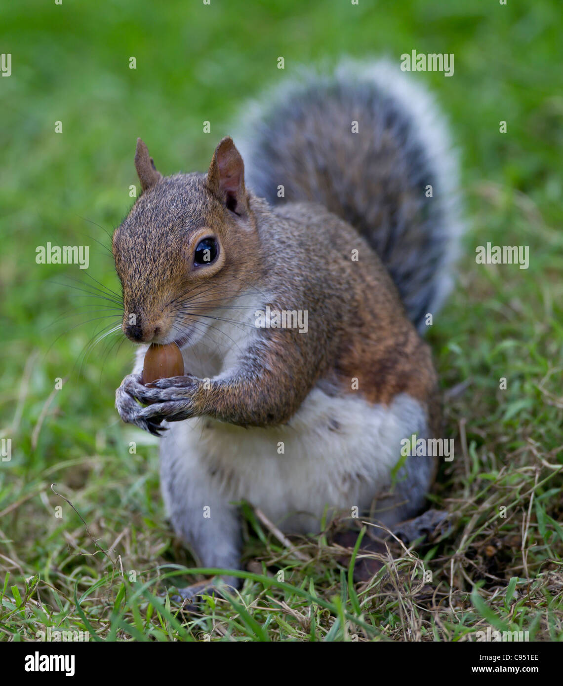 Rat eating peanuts hi-res stock photography and images - Alamy