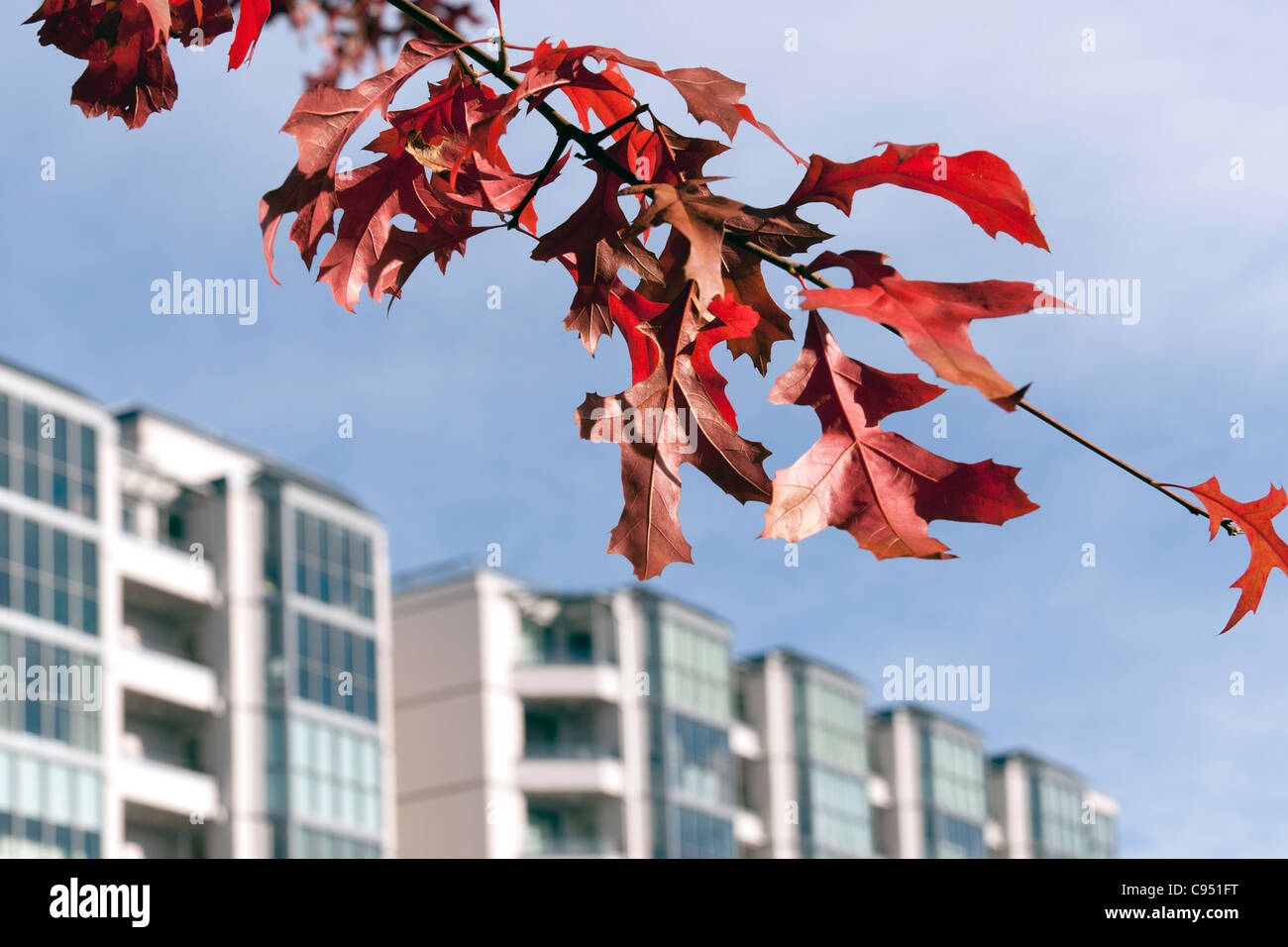 Building plant decoration hi-res stock photography and images - Alamy