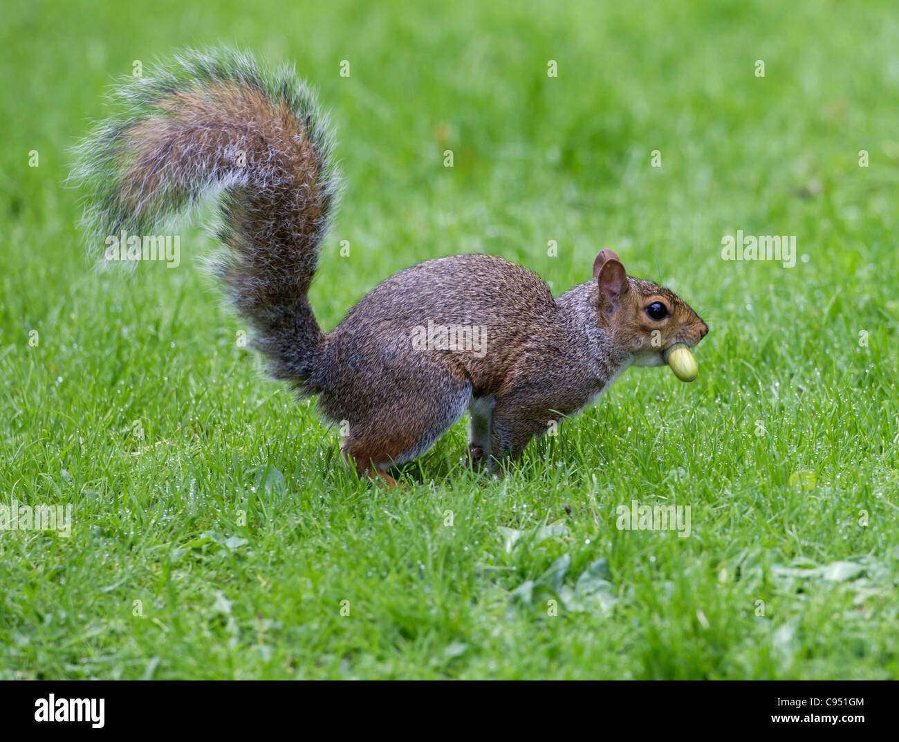Rat eating peanuts hi-res stock photography and images - Alamy