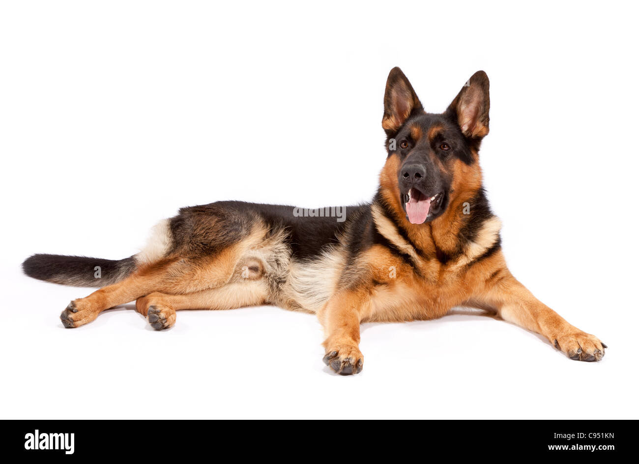 13 Year Old German Shepherd