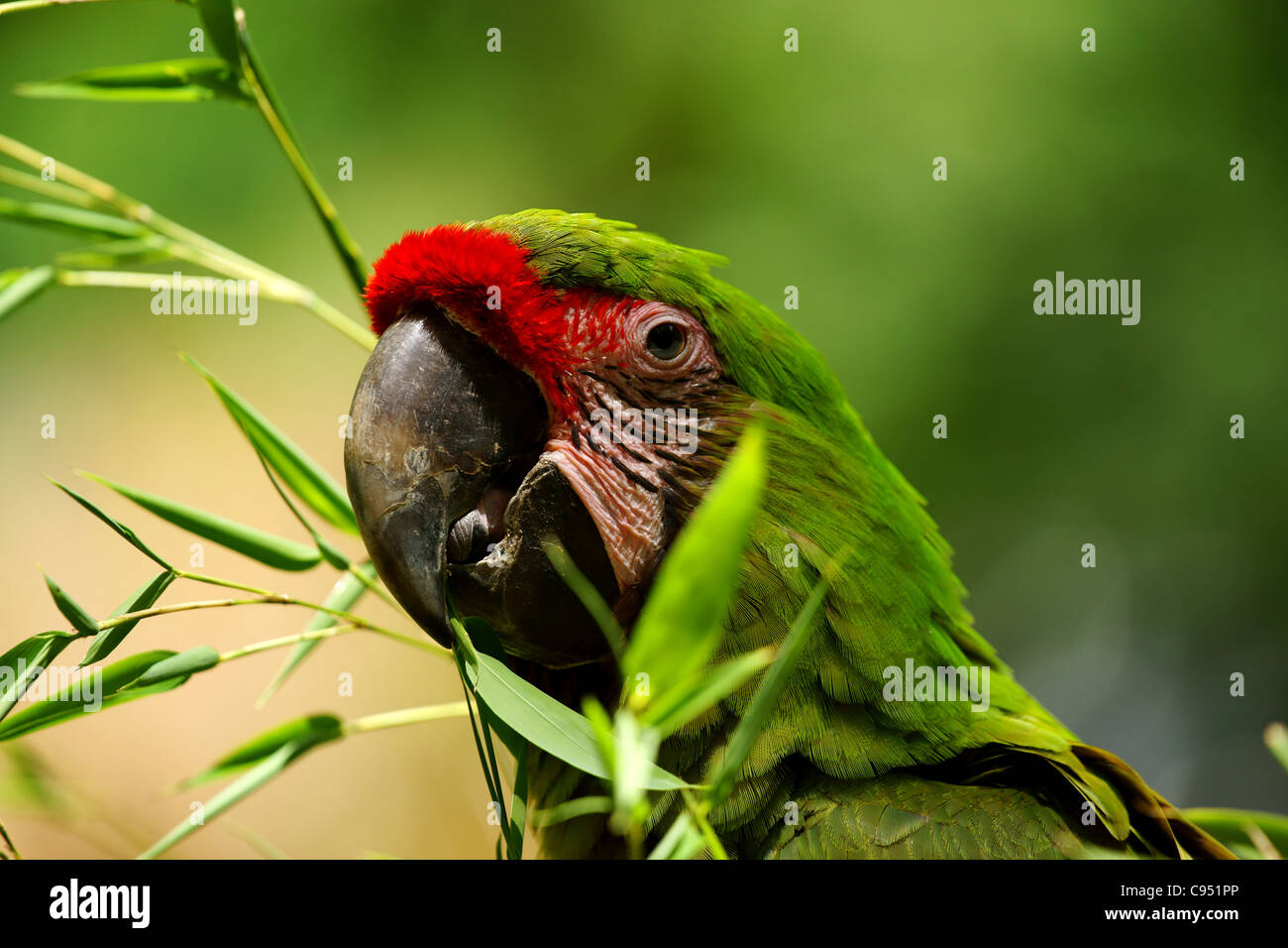 Buffons macaw hi-res stock photography and images - Alamy