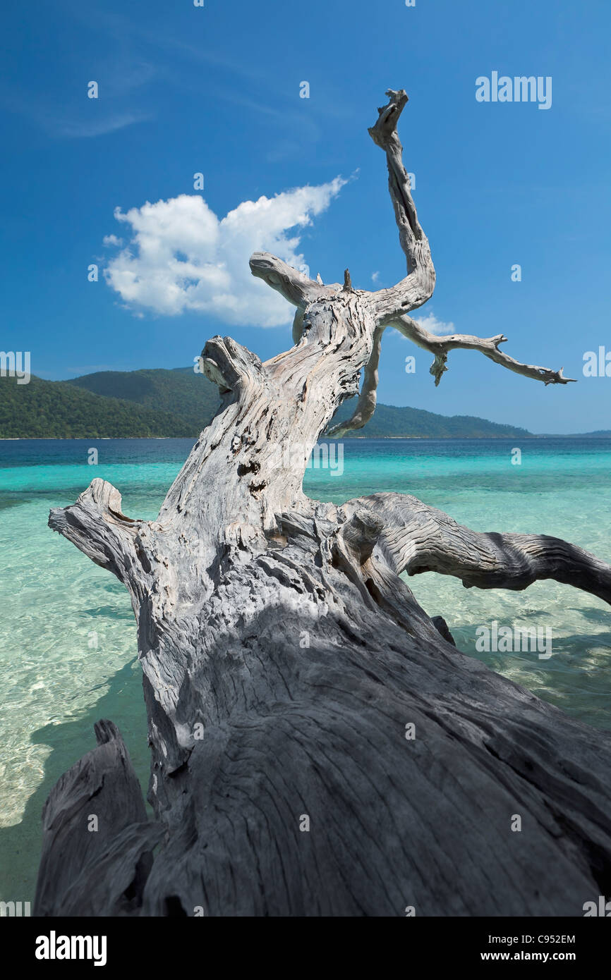 Dead trunk on a beach at Ko Rawi, Thailand Stock Photo - Alamy