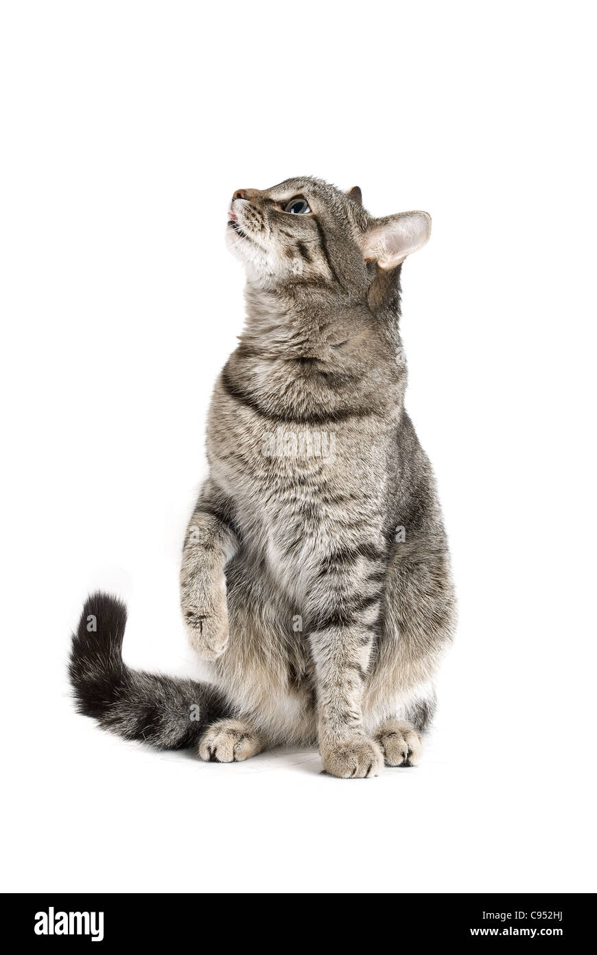 Sitting Cat isolated on white Stock Photo - Alamy