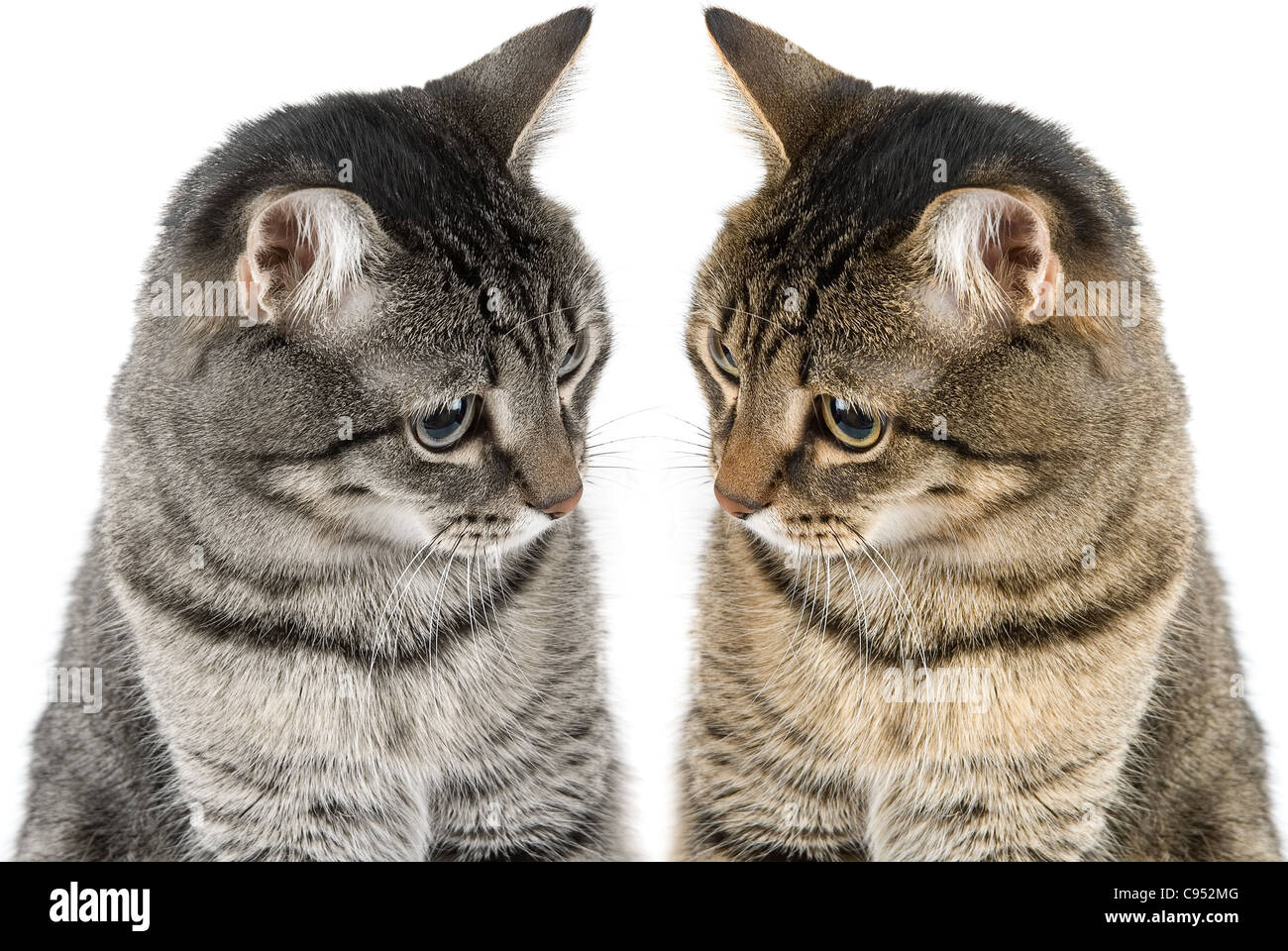 Two cats isolated on white Stock Photo - Alamy