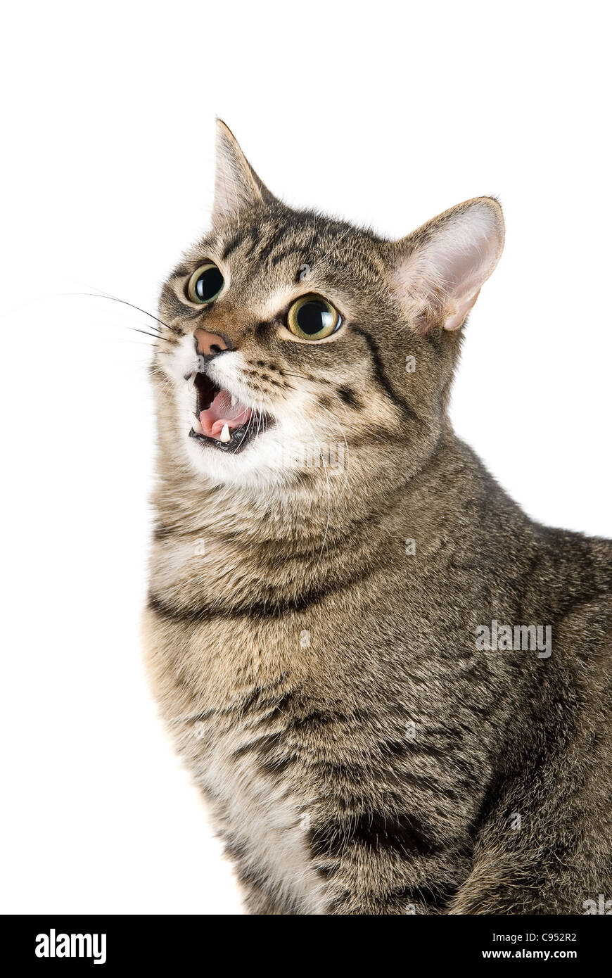 Mewing cat isolated on white Stock Photo - Alamy