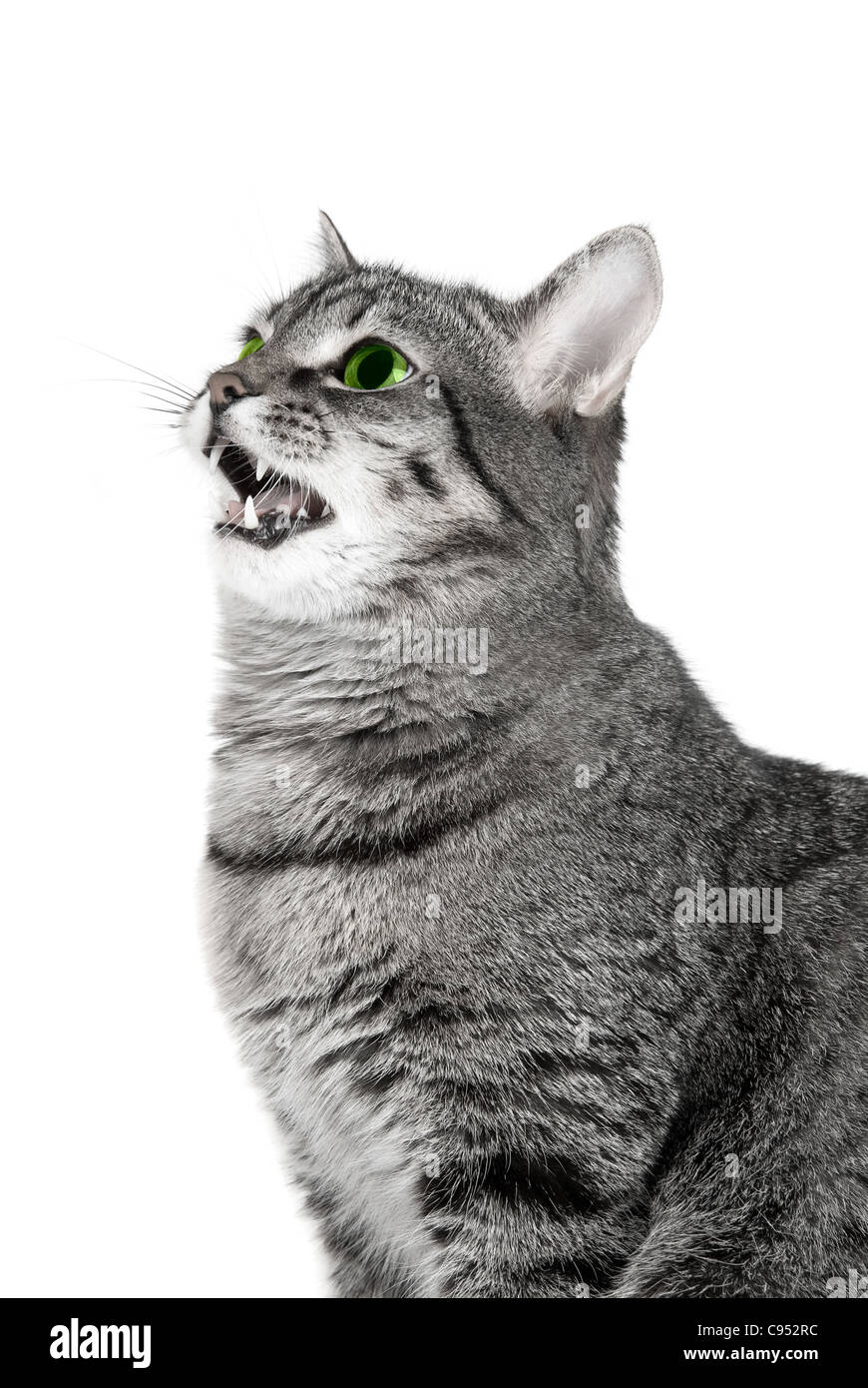 Mewing green eyes cat isolated on white Stock Photo - Alamy