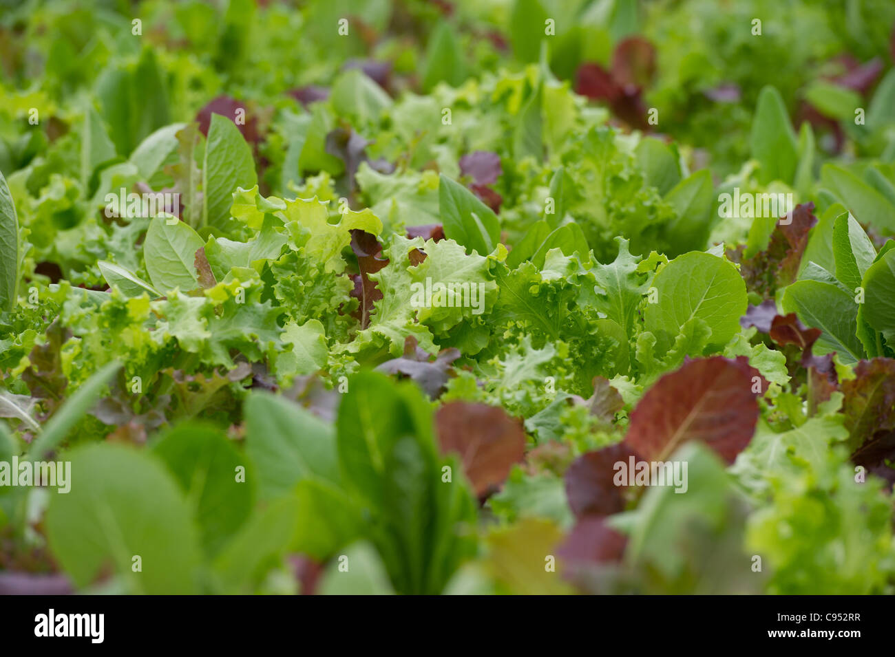 Hydroponic lettuce rows in greenhouse Stock Photo - Alamy