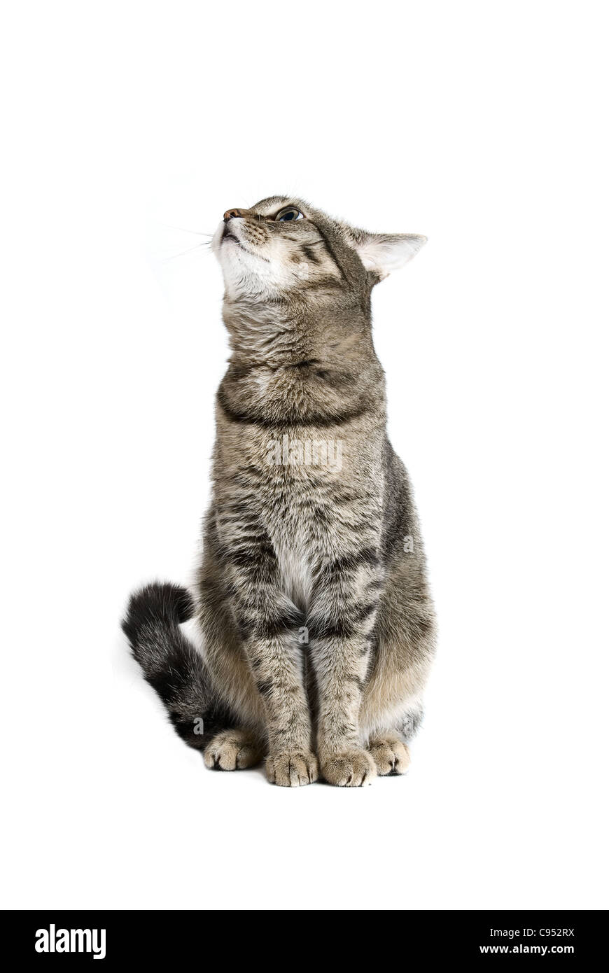 Sitting Cat on white background Stock Photo - Alamy