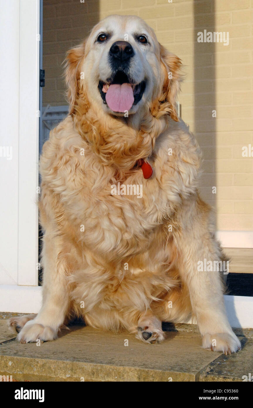 Overweight dog hi-res stock photography and images - Alamy