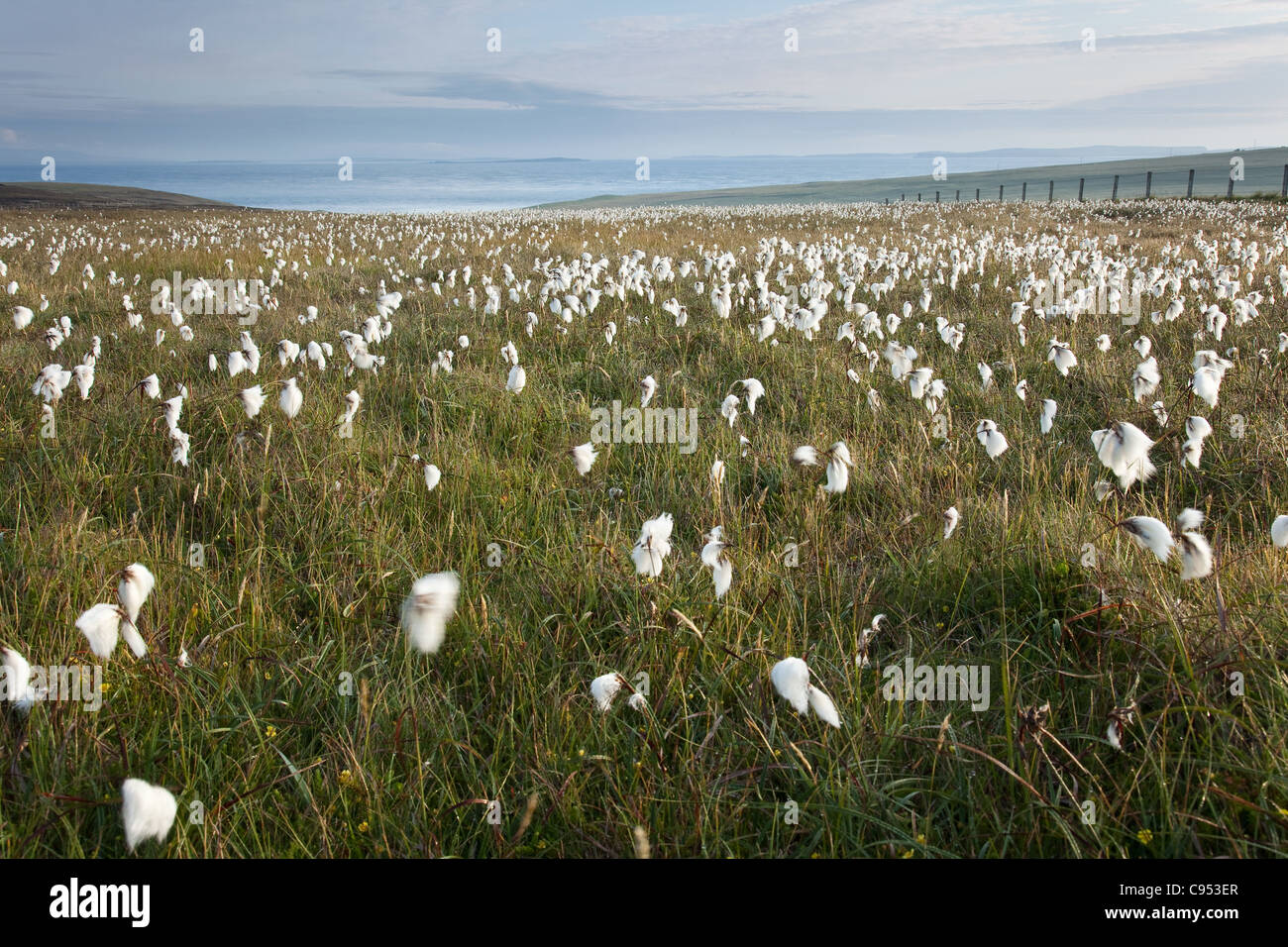 Wild flowers scotland coast hi-res stock photography and images - Alamy