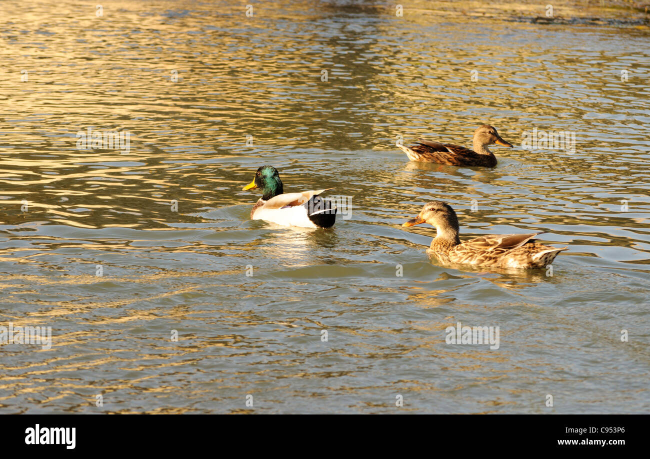 Three mallard ducks Stock Photo - Alamy
