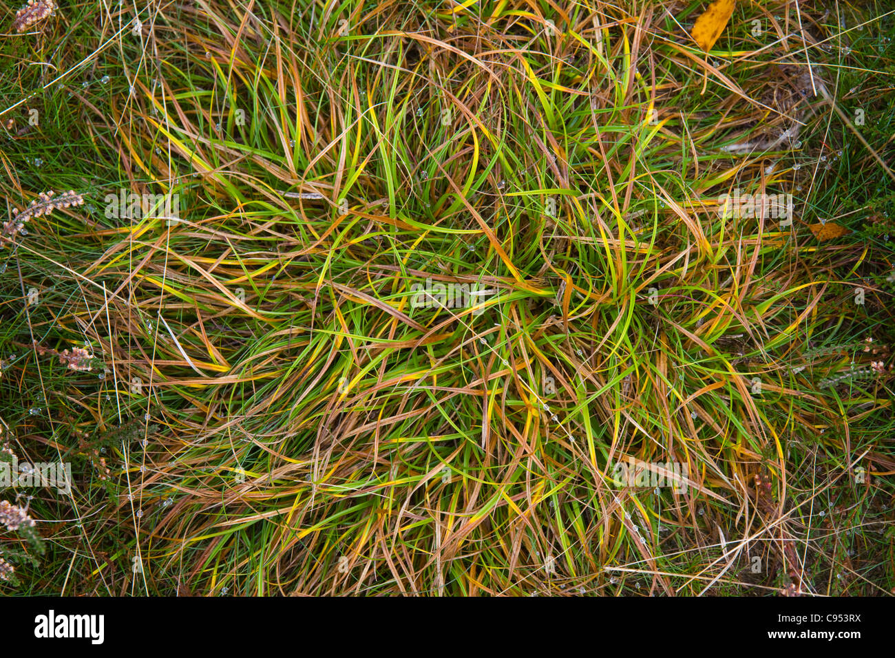 Bent orange grass hi-res stock photography and images - Alamy