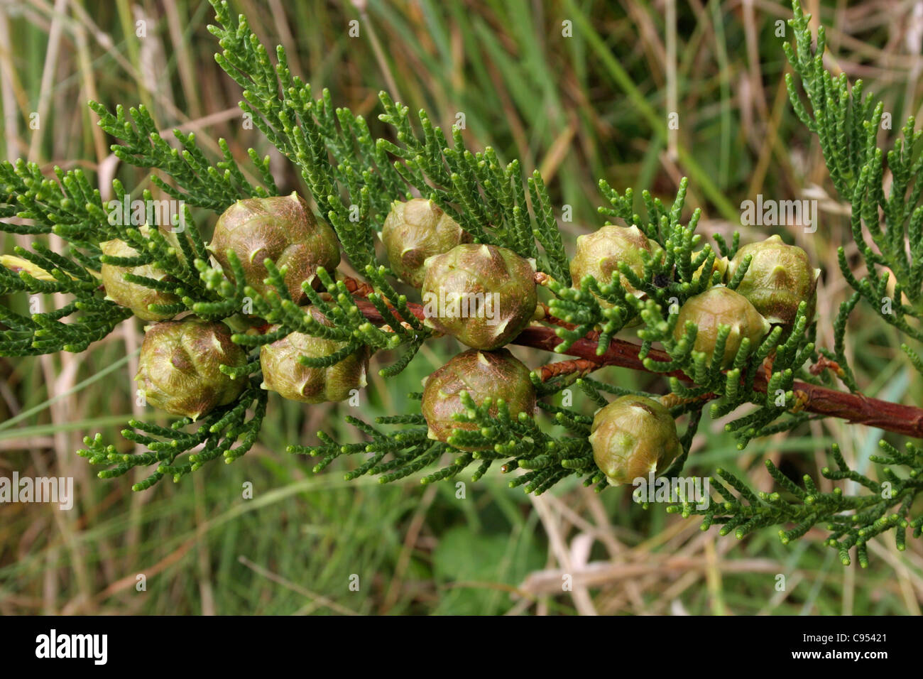 Monterey cypress (Cupressus macrocarpa) fruits of a tree wild-sown on ...