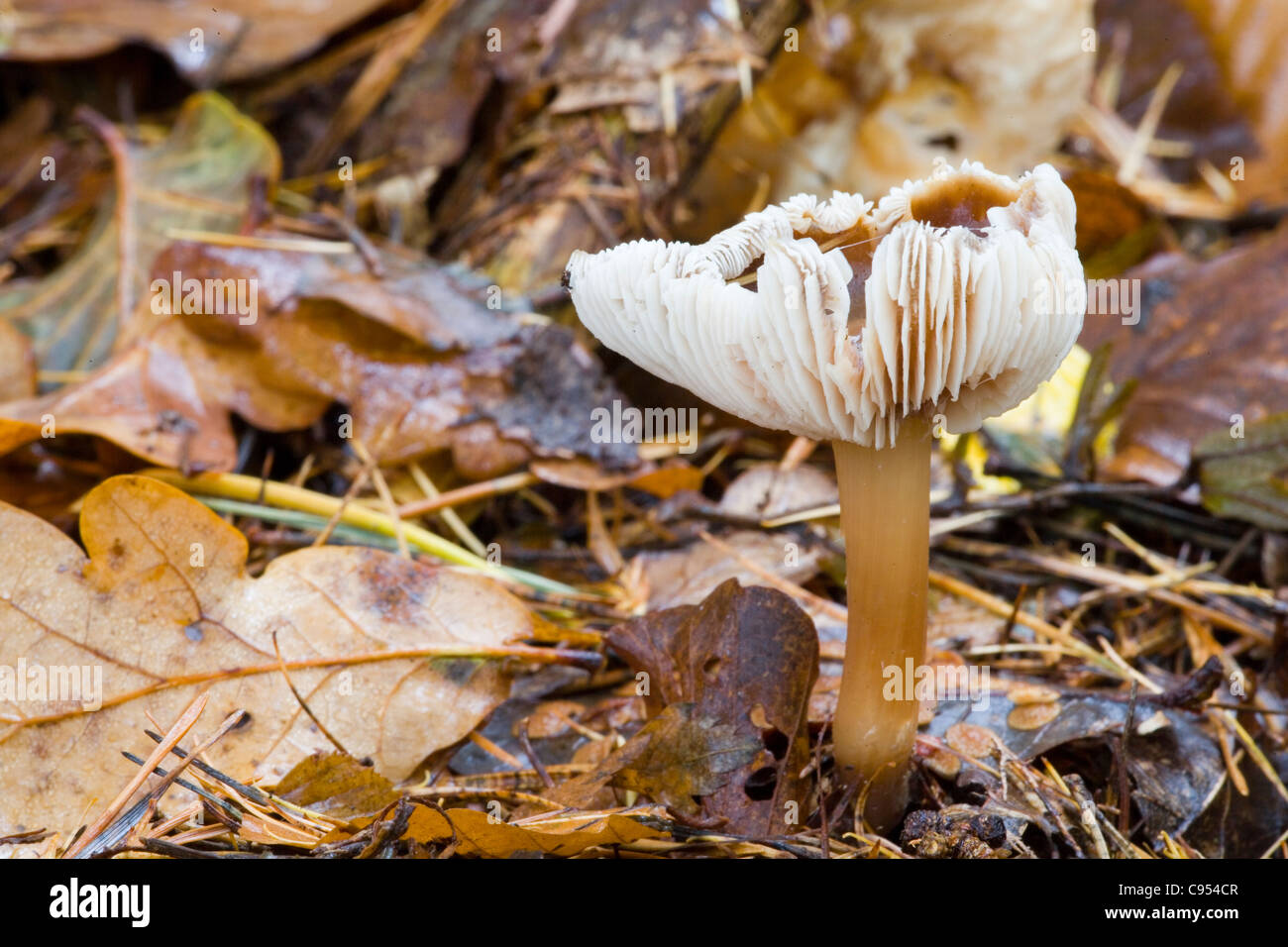 BUTTER CAP/GREASY TOUGH SHANK MUSHROOM Stock Photo - Alamy
