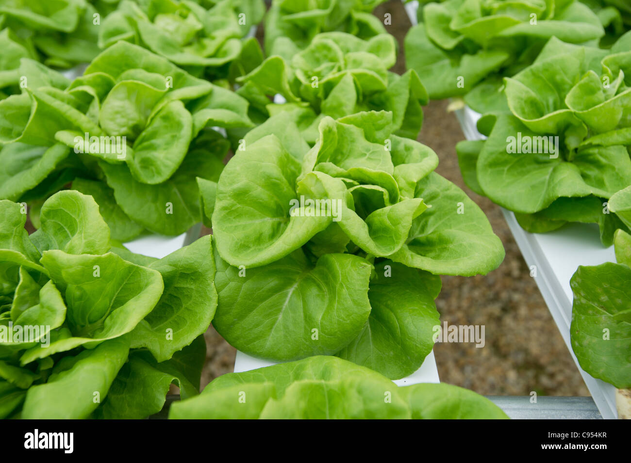Hydroponic lettuce rows in greenhouse Stock Photo - Alamy