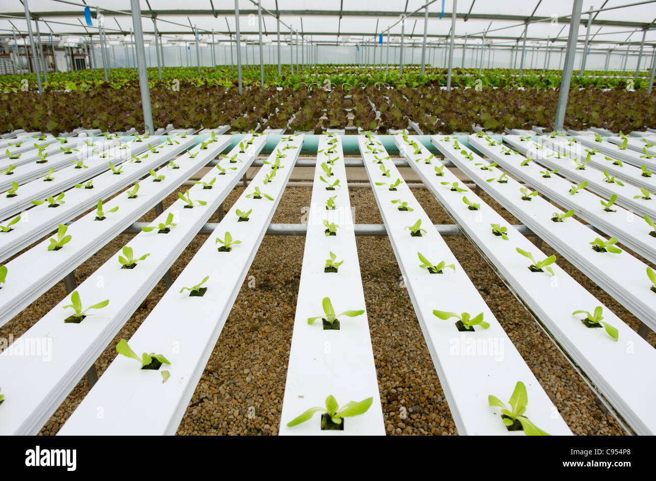 Hydroponic lettuce hi-res stock photography and images - Alamy