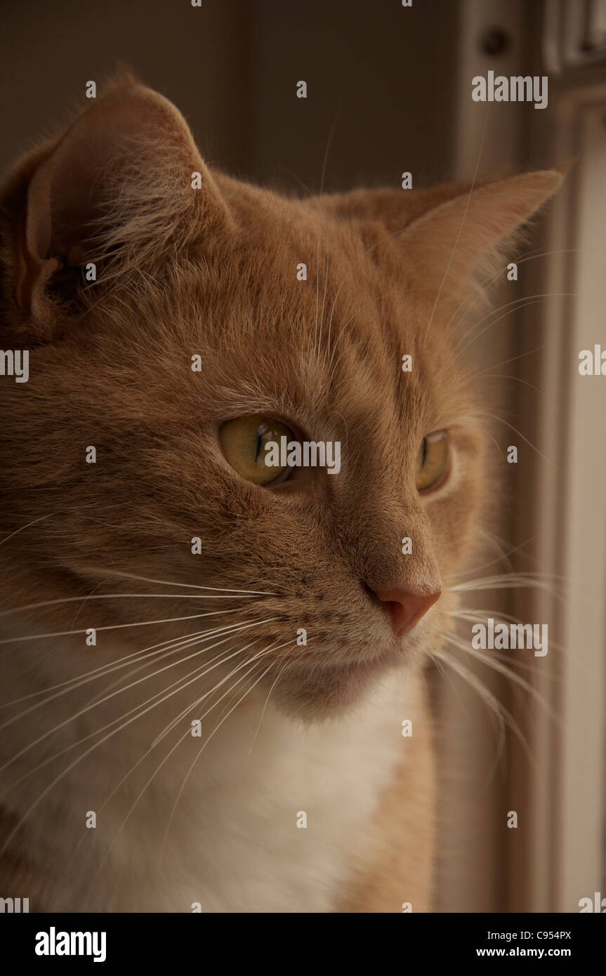 Tomcats hi-res stock photography and images - Alamy