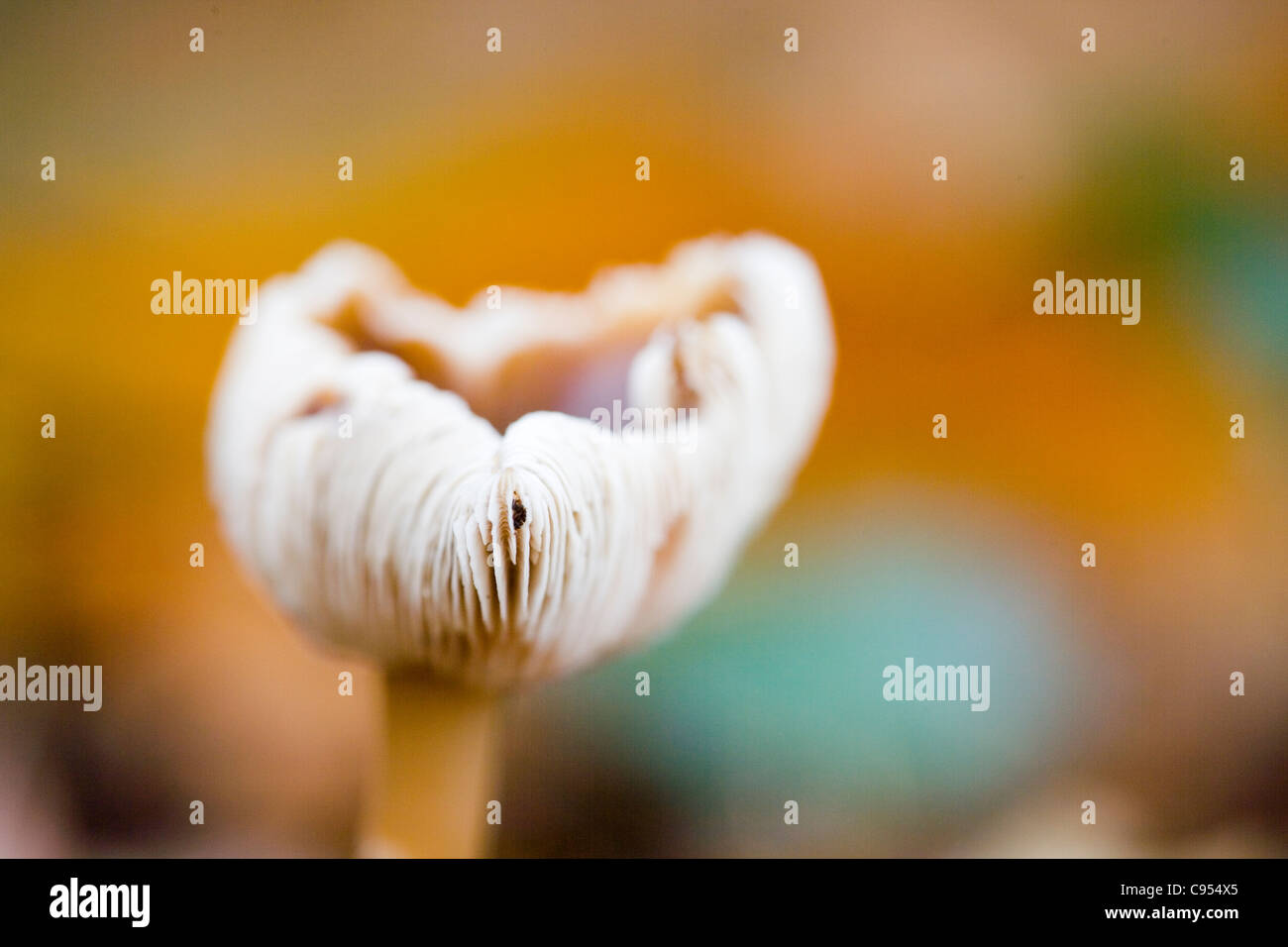 BUTTER CAP/GREASY TOUGH SHANK MUSHROOM Stock Photo - Alamy