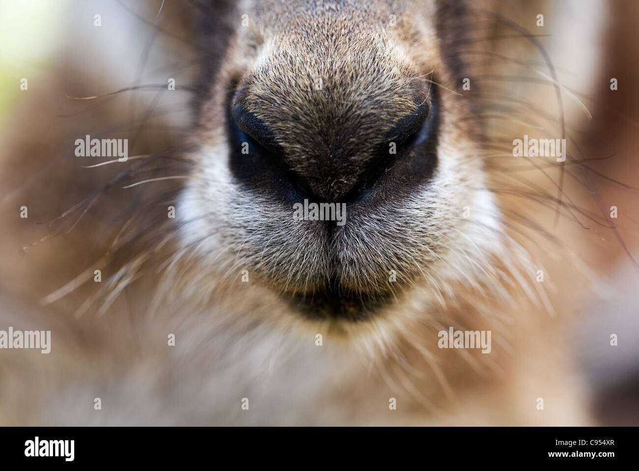 Close-up of the nose of a grey kangaroo (Macropus giganteus). Brisbane ...
