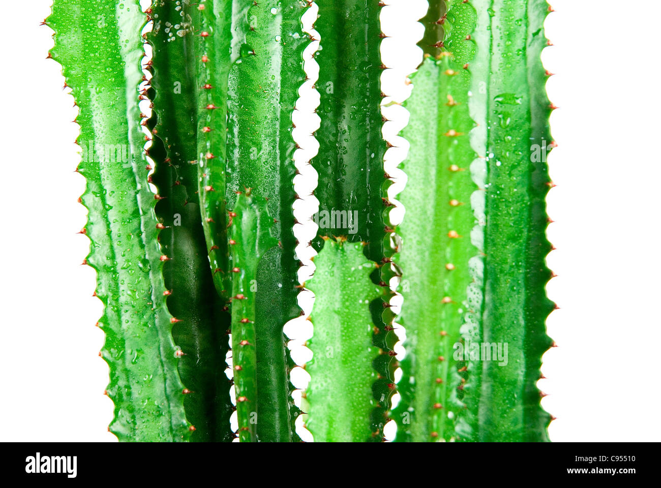 Cactus isolated on white bacground Stock Photo - Alamy