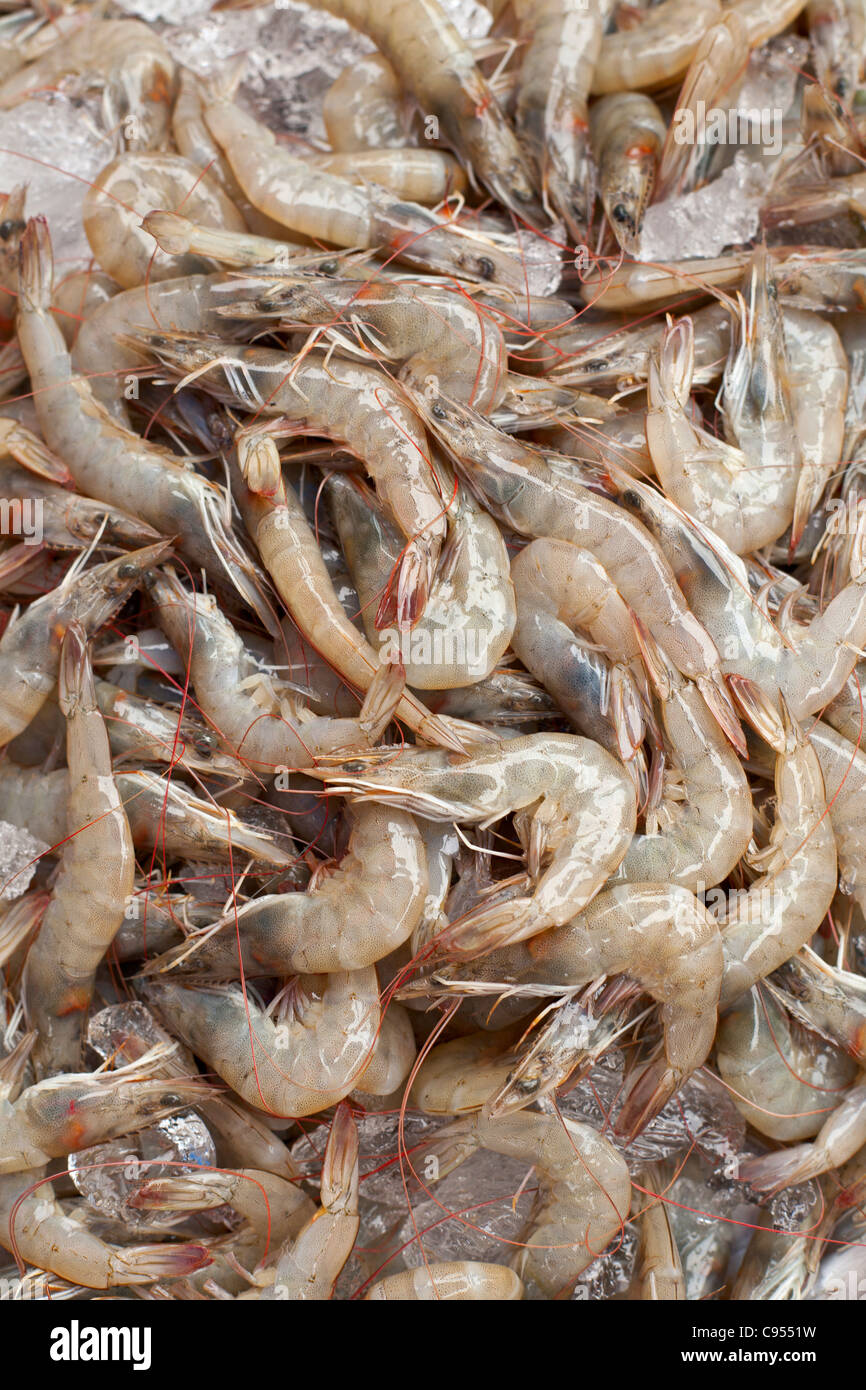 Fresh prawns on display at a market in Thailand Stock Photo - Alamy