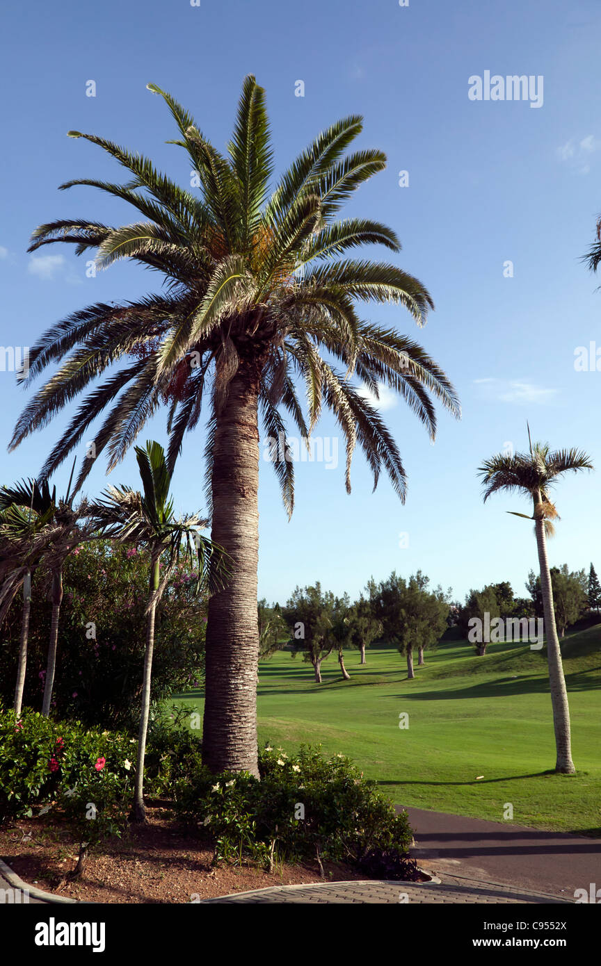 Bermuda palm trees hi-res stock photography and images - Alamy