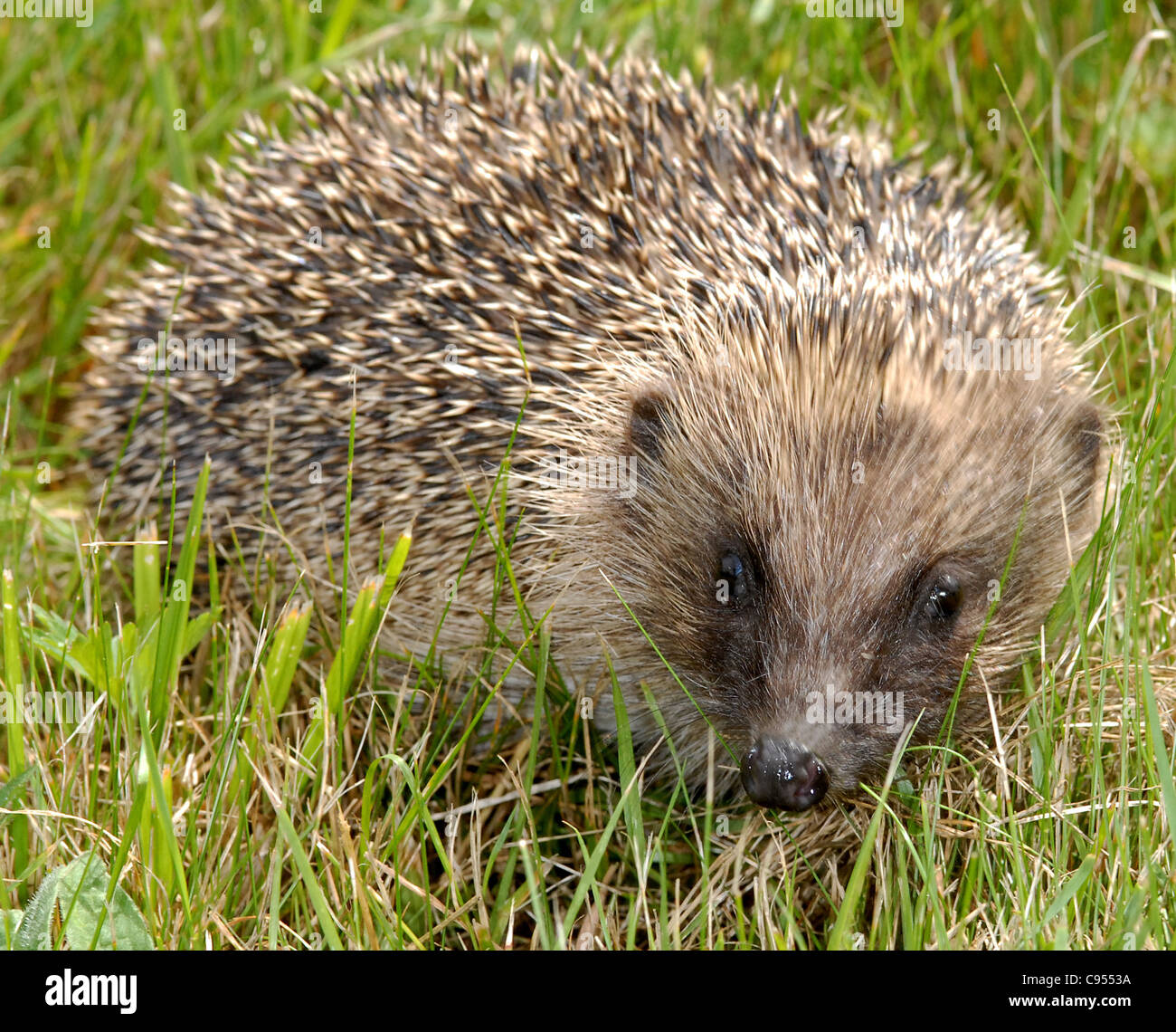 Hedgehog garden hi-res stock photography and images - Alamy