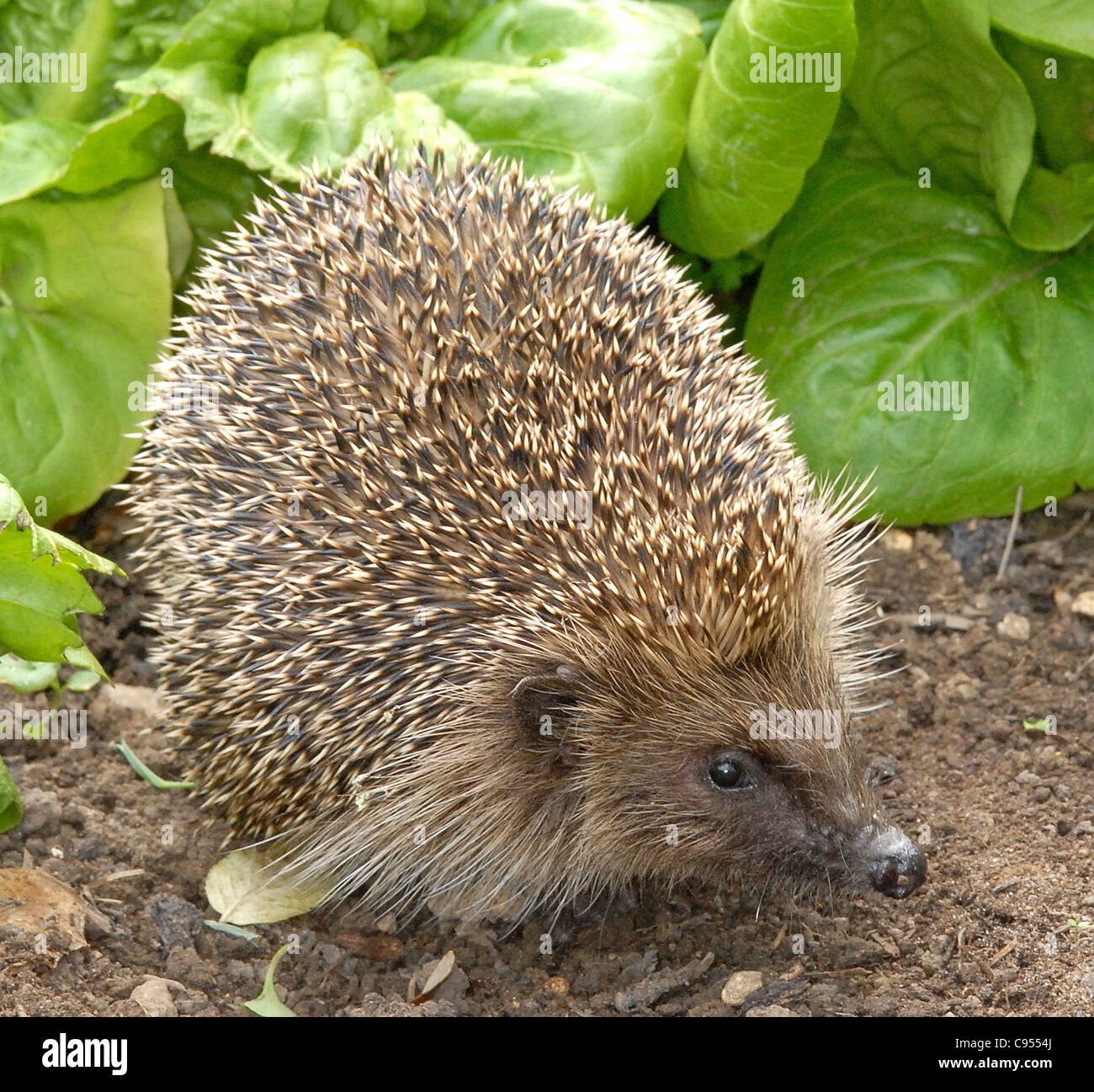Hedgehog slugs hi-res stock photography and images - Alamy