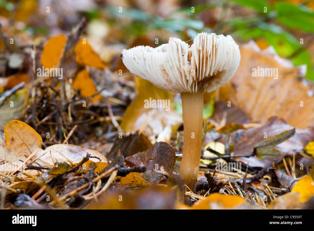 BUTTER CAP/GREASY TOUGH SHANK MUSHROOM Stock Photo - Alamy