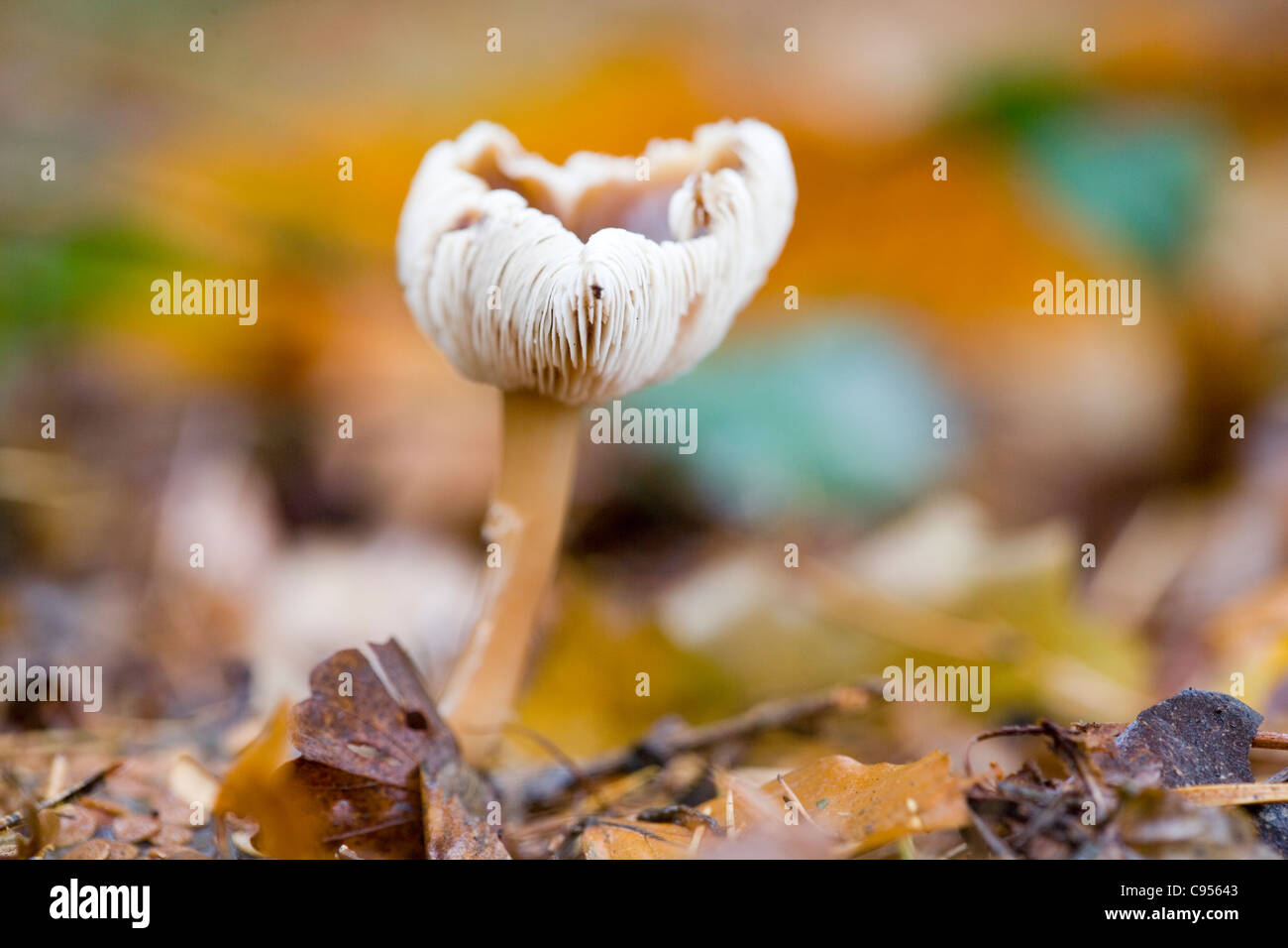 BUTTER CAP/GREASY TOUGH SHANK MUSHROOM Stock Photo - Alamy