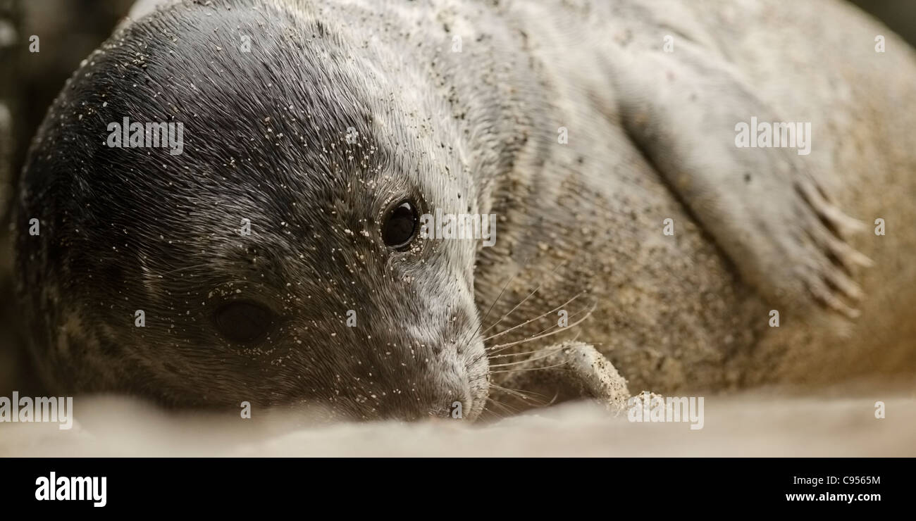 A young female Grey Seal plays in the sand on a secluded beach on the ...