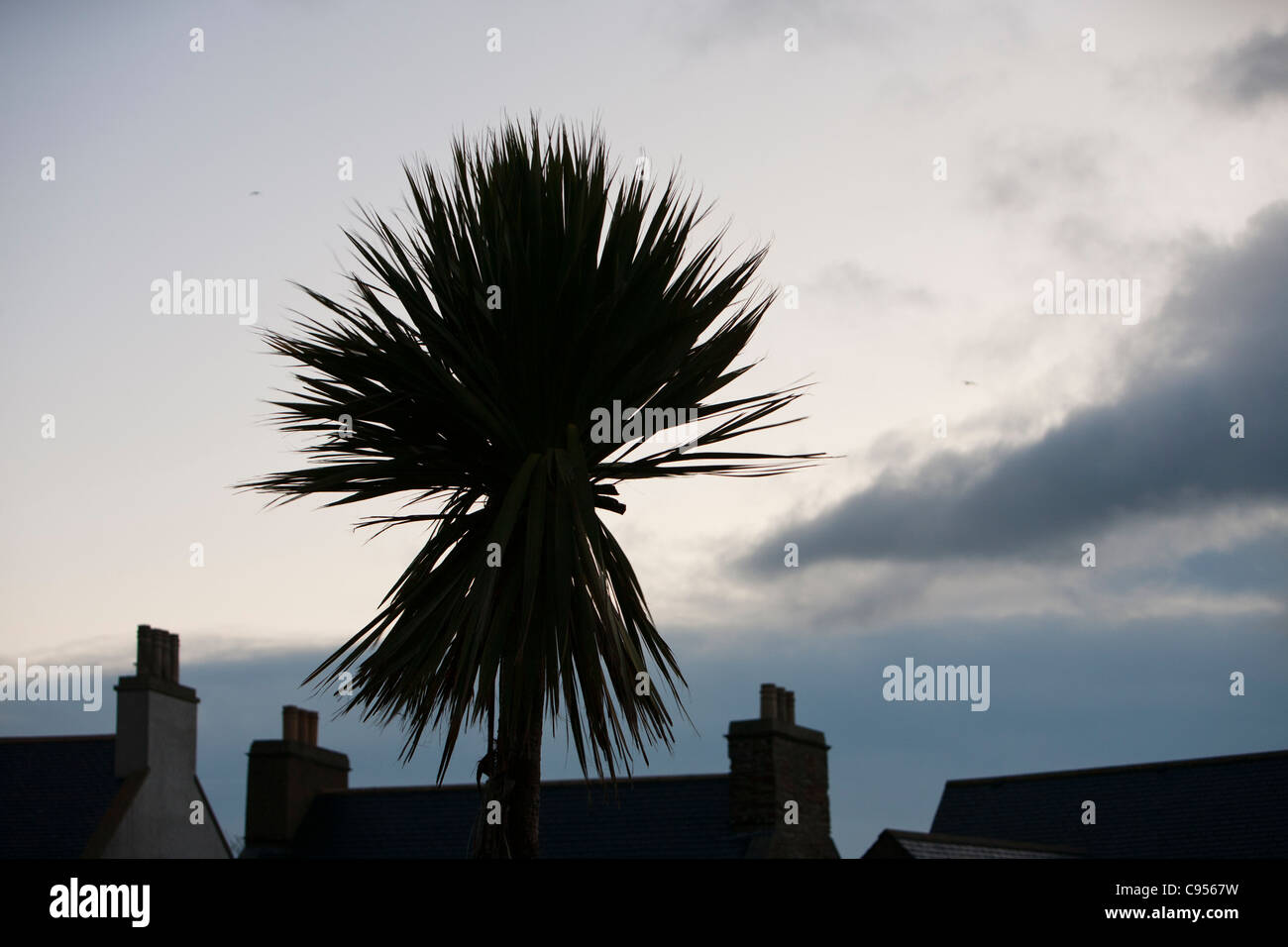 A palm tree growing in Stromness in the Orkney Isles, Northern Scotland ...