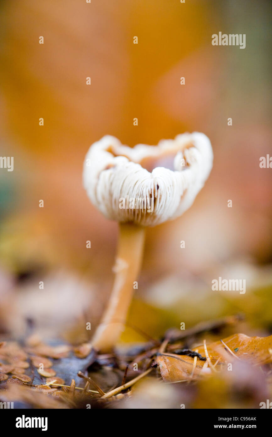BUTTER CAP/GREASY TOUGH SHANK MUSHROOM Stock Photo - Alamy