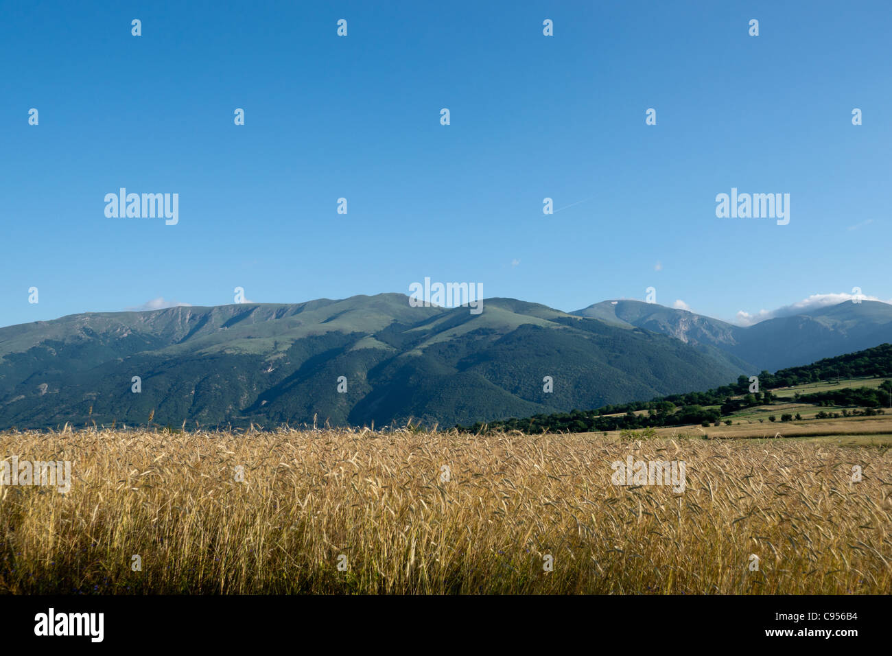 Wheat farming bulgaria hi-res stock photography and images - Alamy