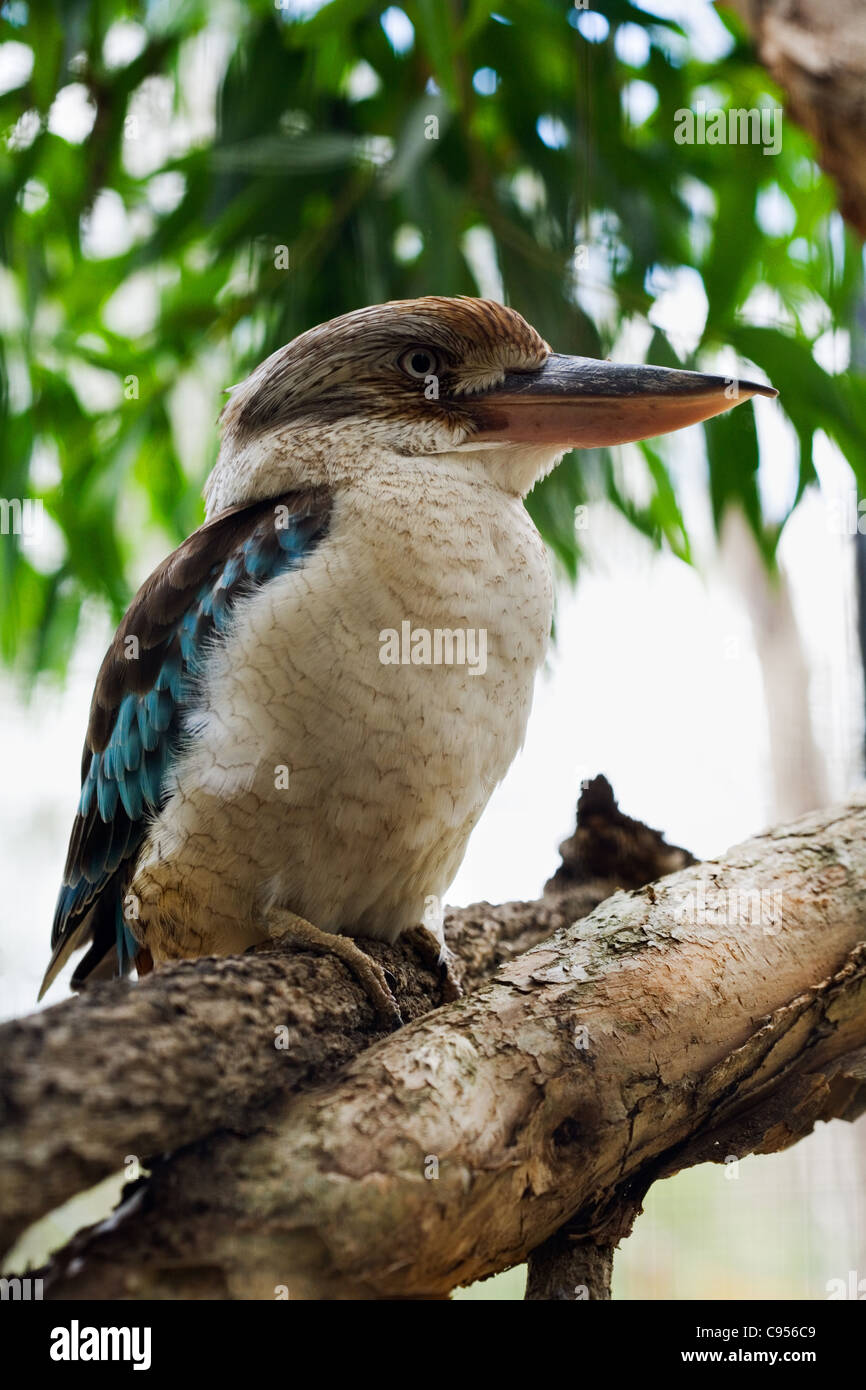Kookaburra natural habitat hi-res stock photography and images - Alamy