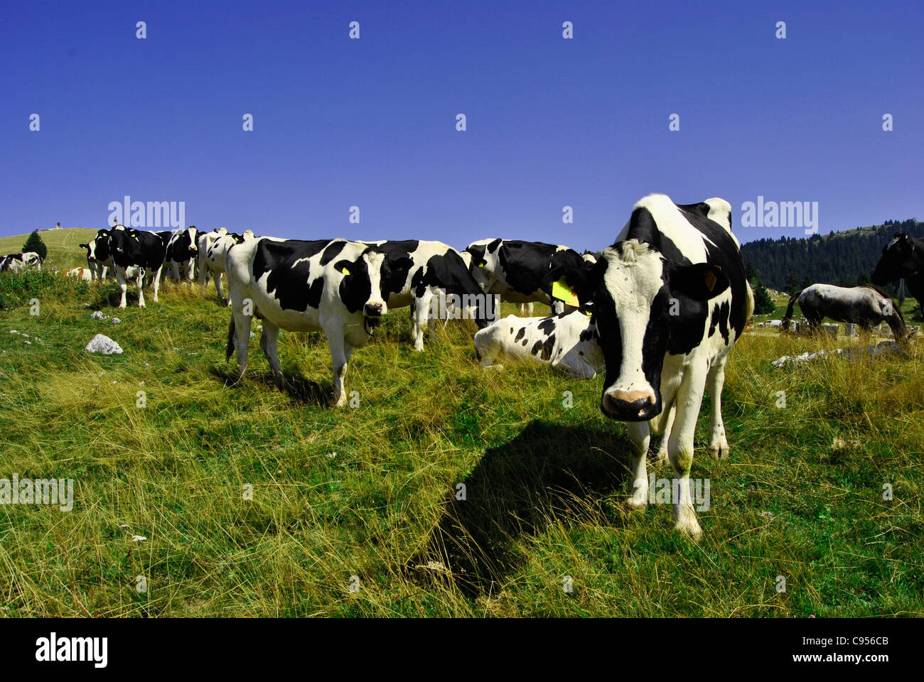 Cows In Italy High Resolution Stock Photography and Images - Alamy