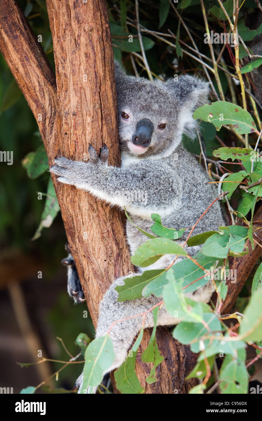 Northern Koala (Phascolarctos cinereus). Brisbane, Queensland ...