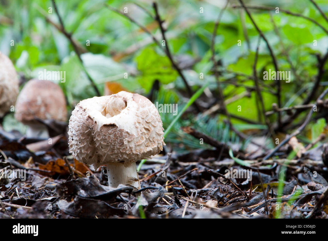 Death cap mushroom hi-res stock photography and images - Alamy