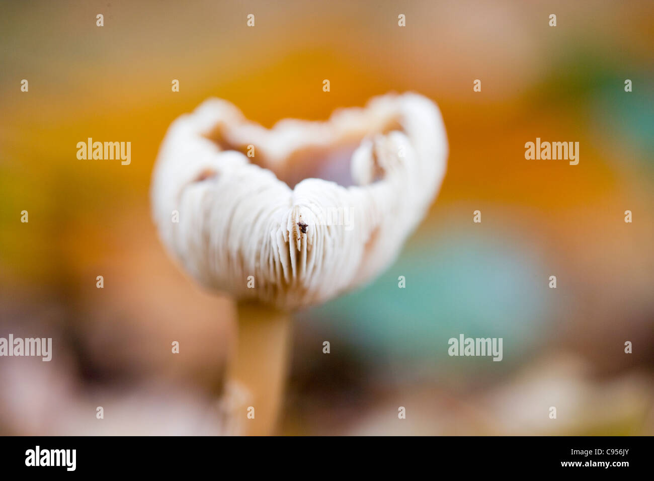 BUTTER CAP/GREASY TOUGH SHANK MUSHROOM Stock Photo - Alamy