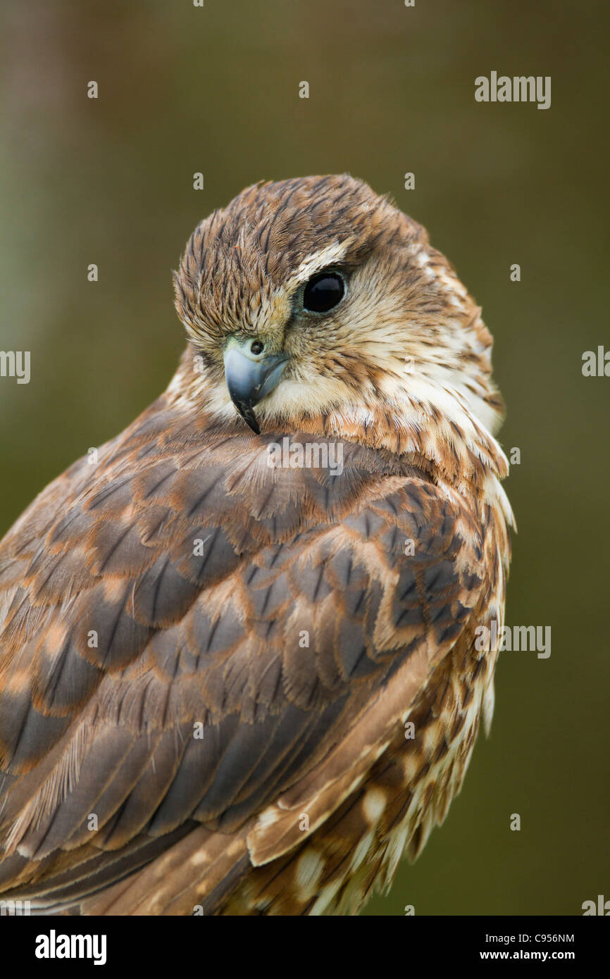 Merlin; Falco columbarius; UK; female Stock Photo - Alamy